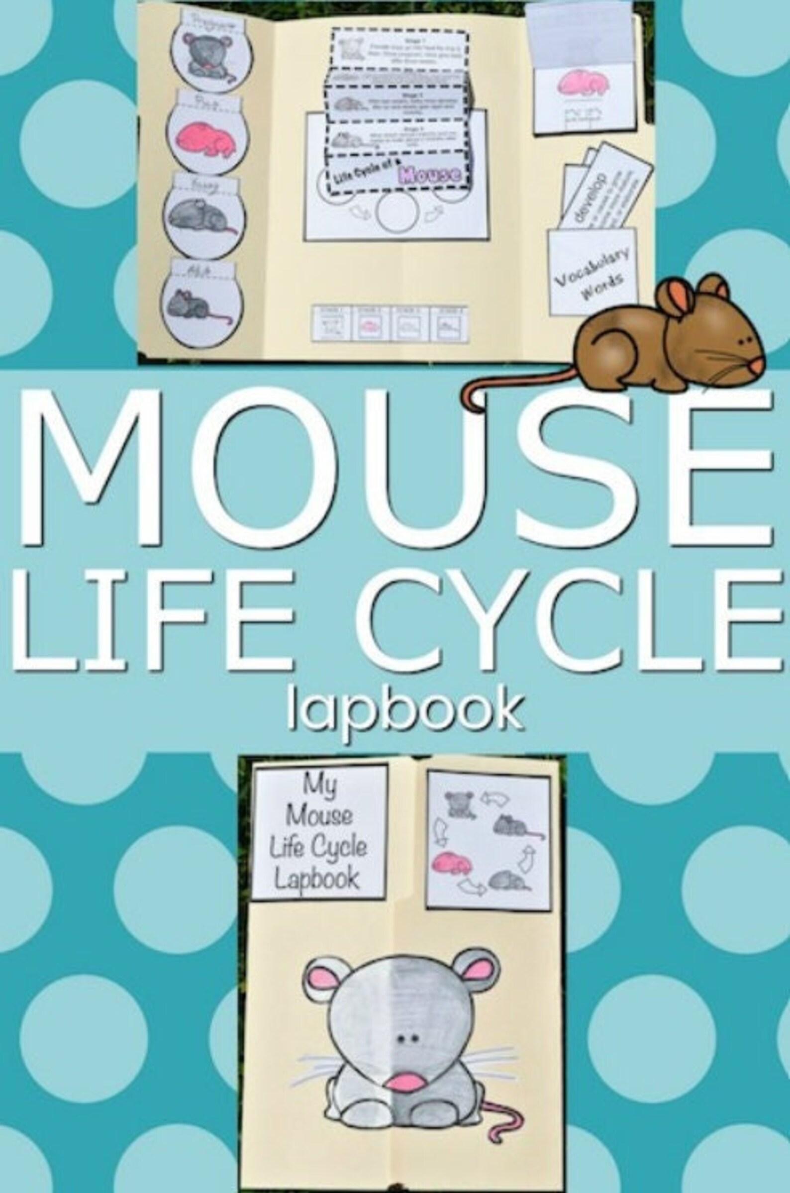 Mouse Lifecycle Lapbook, Mouse Lifecycle, Lapbook, Digital Download ...