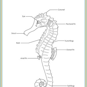 Seahorses, Seahorse Lifecycle, Seahorse Facts, Digital Download ...