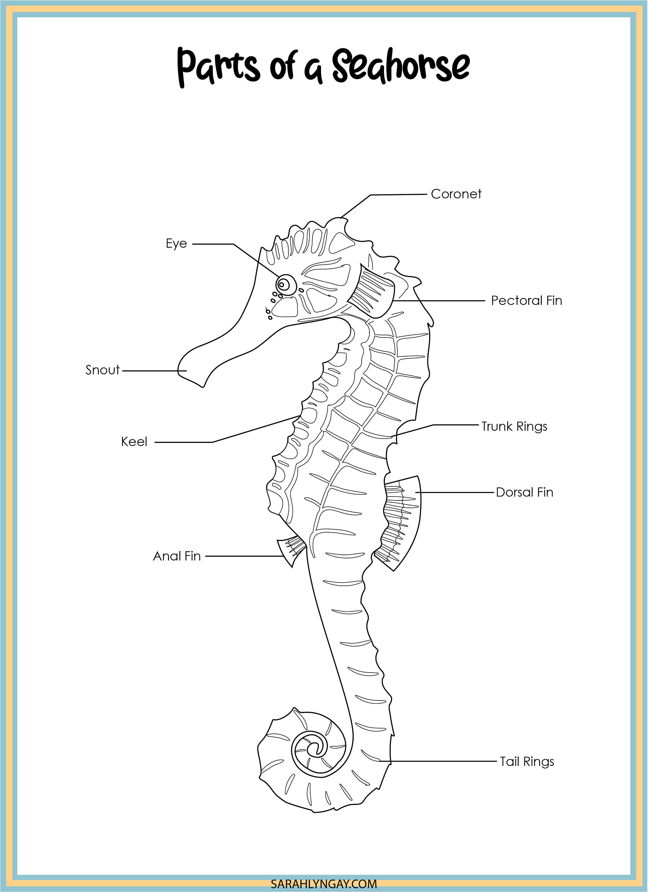 Seahorses, Seahorse Lifecycle, Seahorse Facts, Digital Download ...