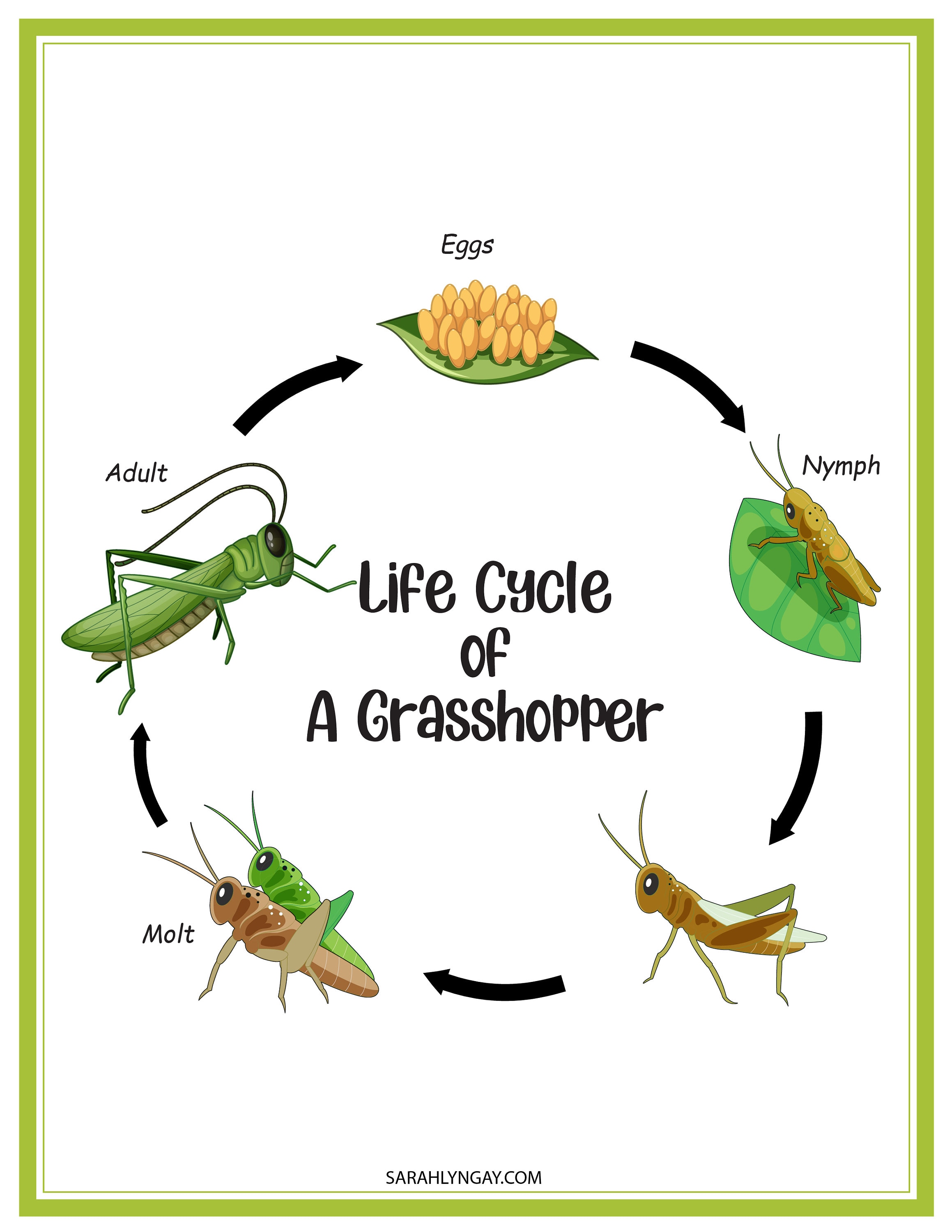 Grasshopper Activity Set, Grasshopper Lifecycle, Digital Download ...