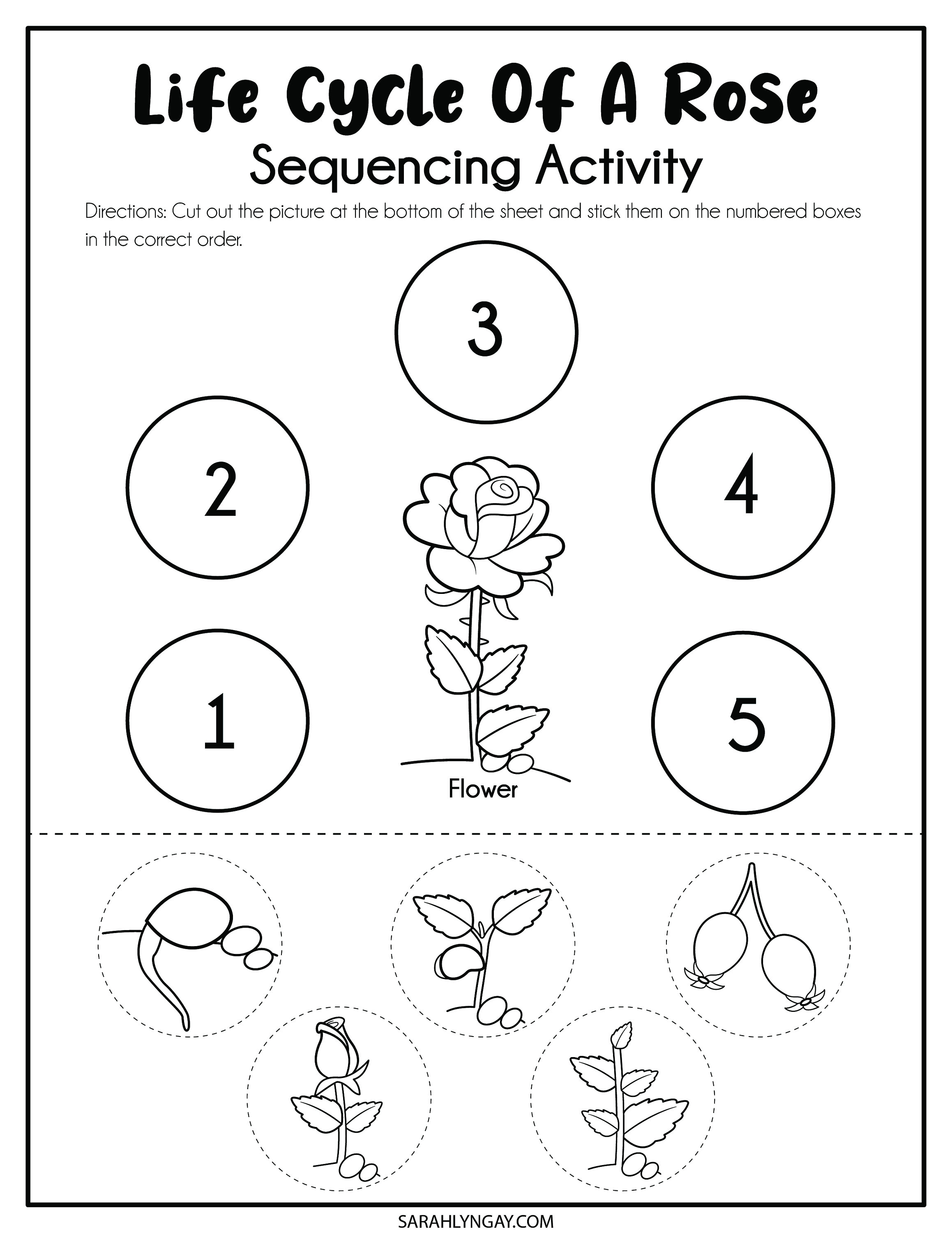 Rose Life Cycle Activity Set, Roses, Life Cycle, Digital Download ...