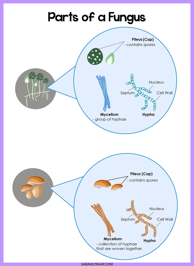 All About Fungi Activity Set for Kids, Instant Download, STEM Workbook ...