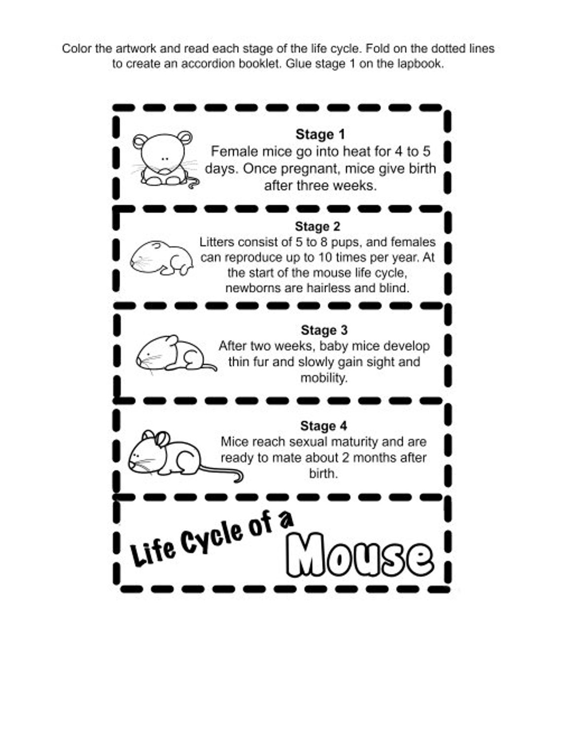 Mouse Lifecycle Lapbook, Mouse Lifecycle, Lapbook, Digital Download ...