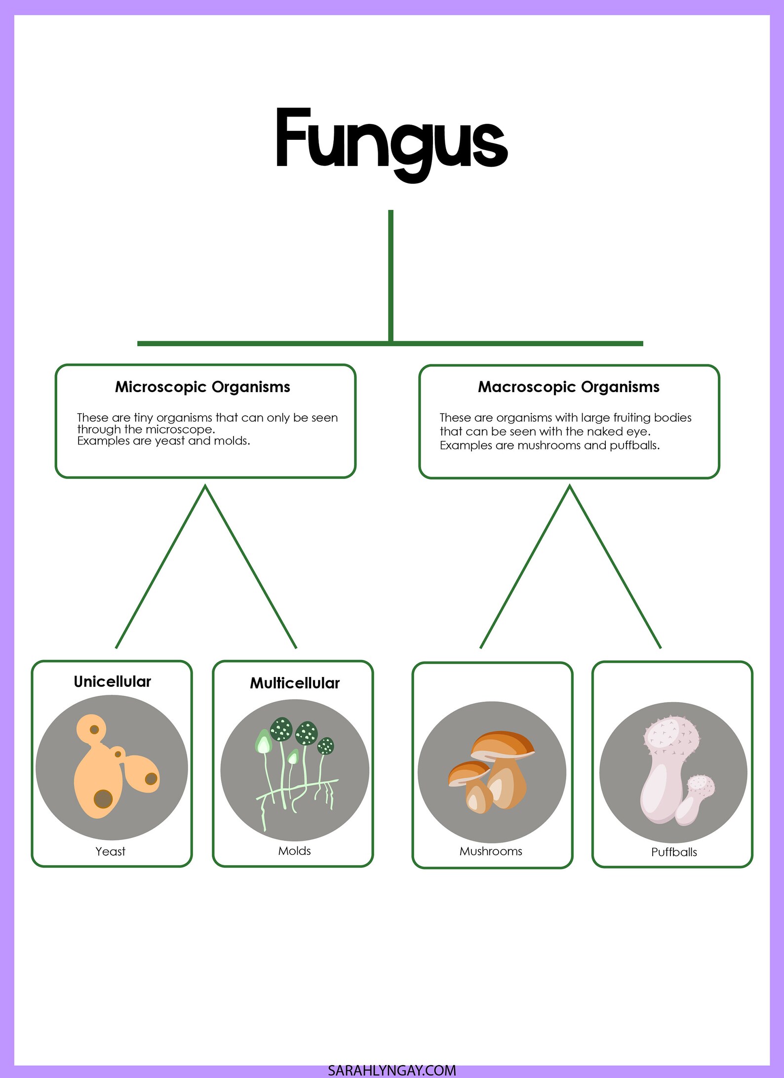 All About Fungi Activity Set for Kids, Instant Download, STEM Workbook ...