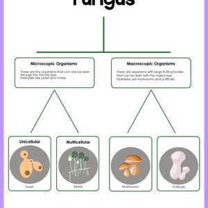 All About Fungi Activity Set for Kids, Instant Download, STEM Workbook ...