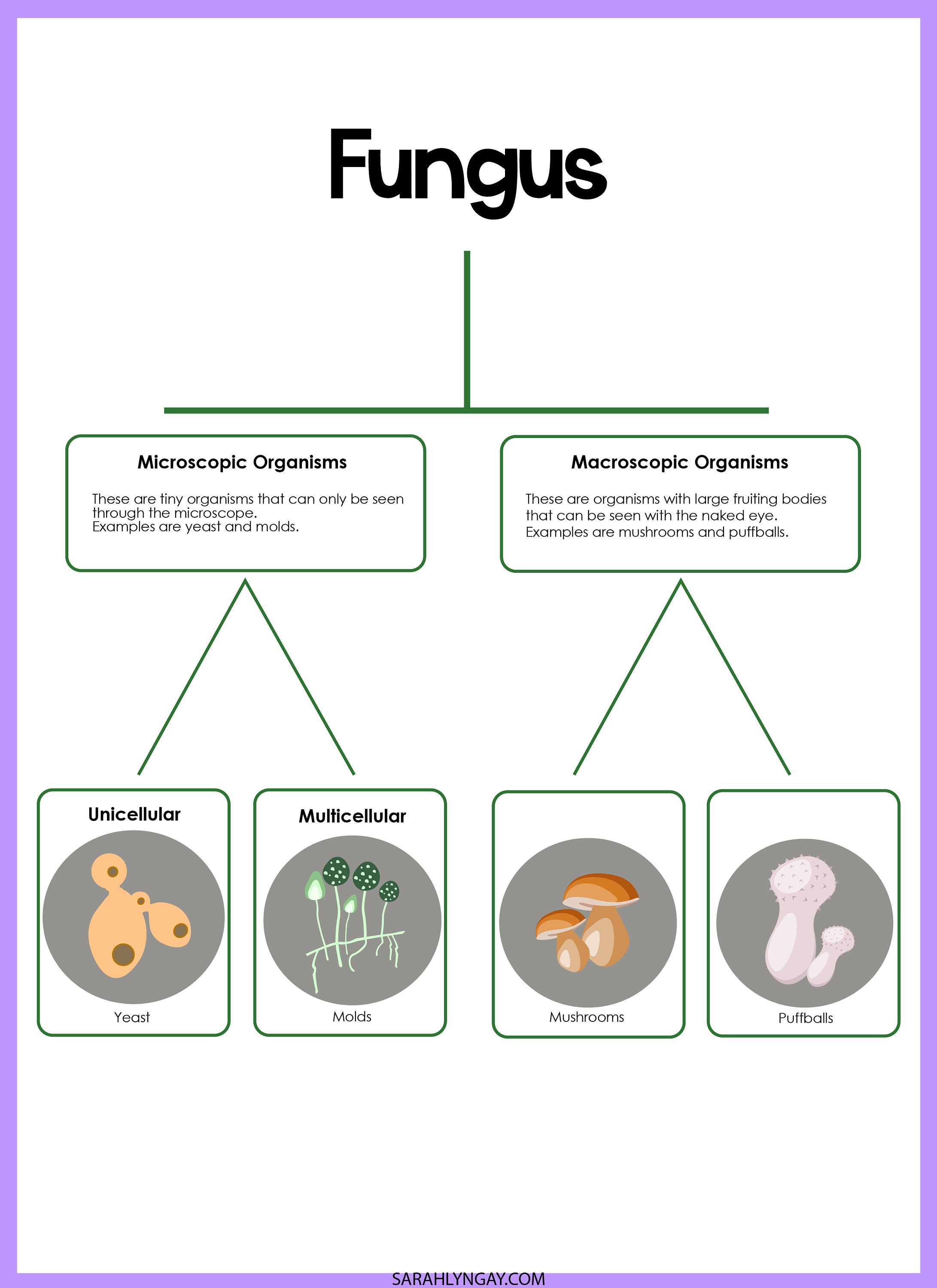All About Fungi Activity Set for Kids, Instant Download, STEM Workbook ...