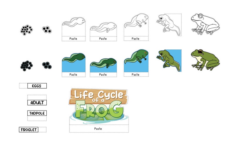 Frog 3D Life Cycle Diorama, Frogs, 3D Diorama, Life Cycle, Digital ...