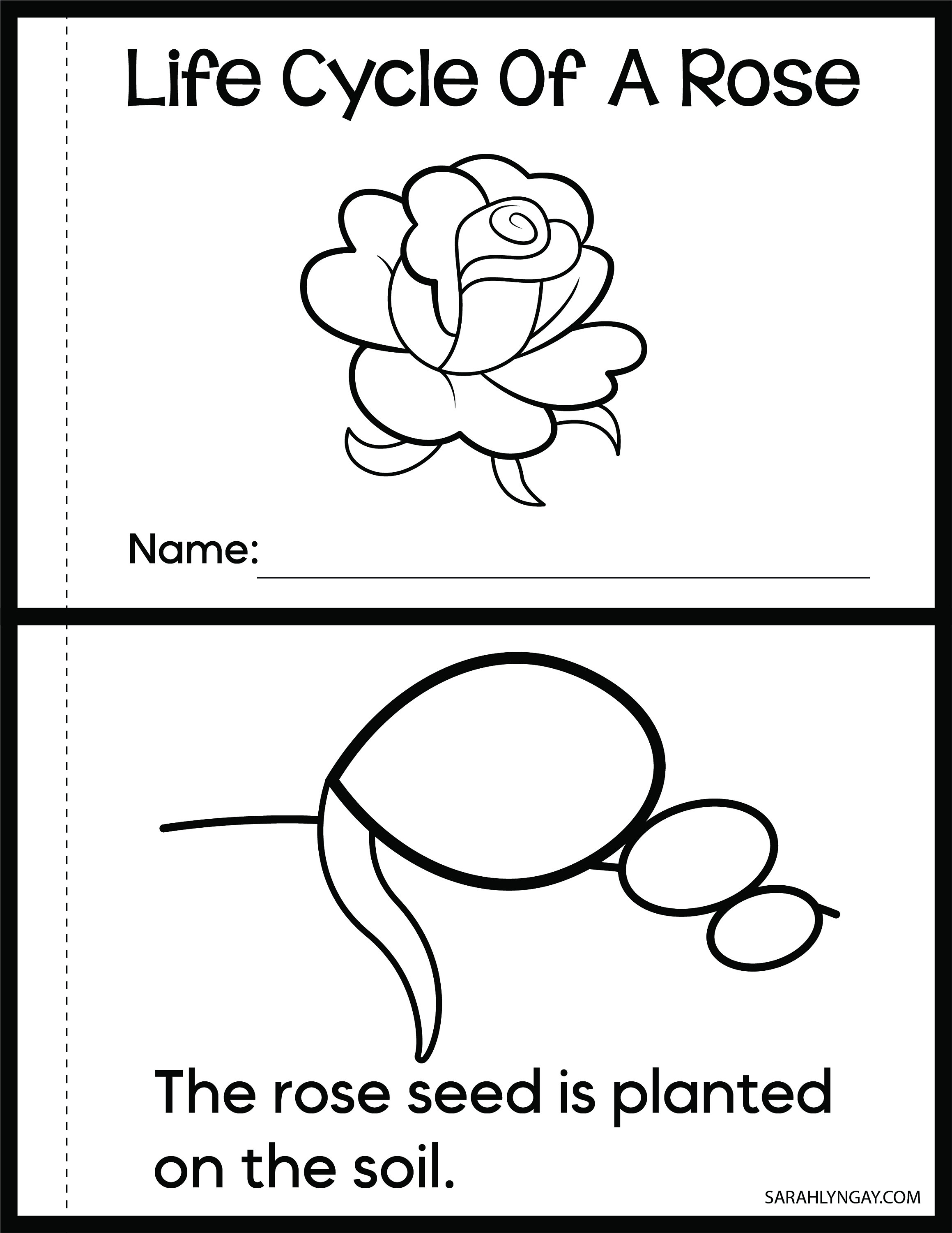 Rose Life Cycle Activity Set, Roses, Life Cycle, Digital Download ...