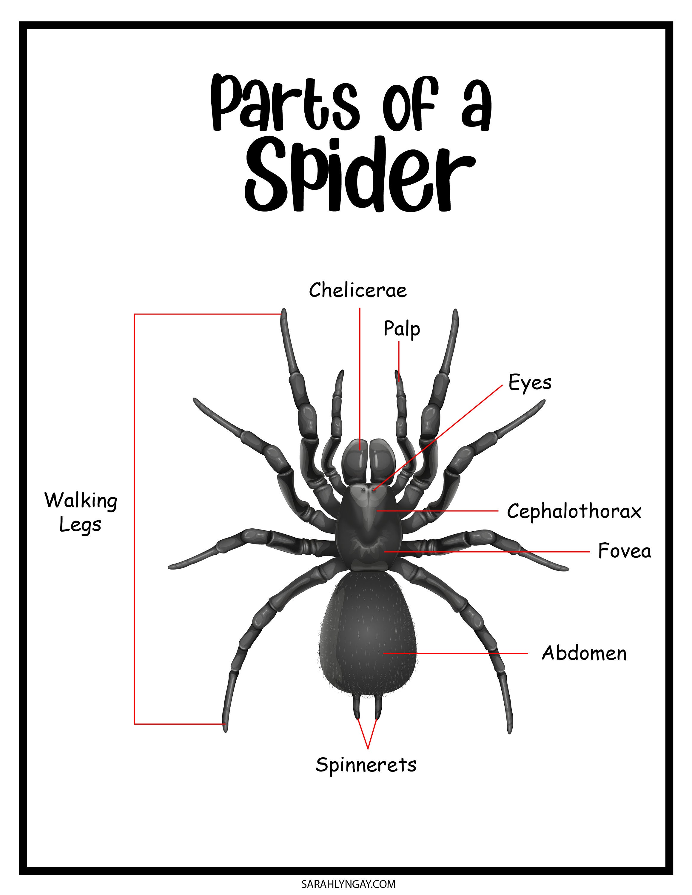 Spiders, Spiderlife Cycle, Instant Download, Digital Download, Kids ...