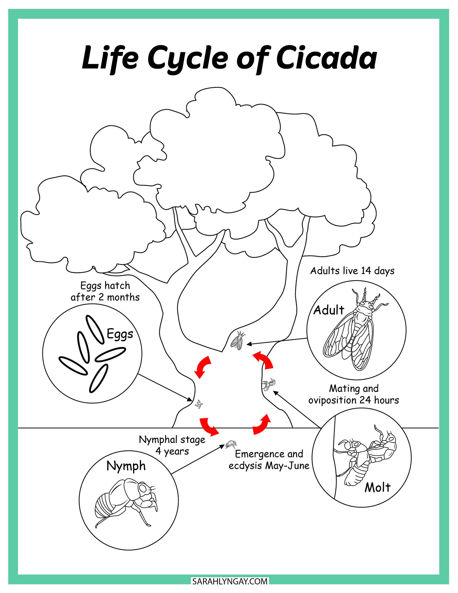 Cicada Unit Study, Cicada Workbook, Digital Download, Instant Download ...