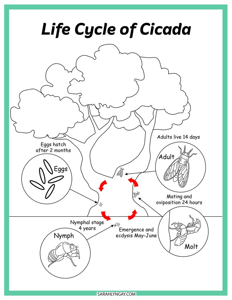 Cicada Unit Study, Cicada Workbook, Digital Download, Instant Download ...