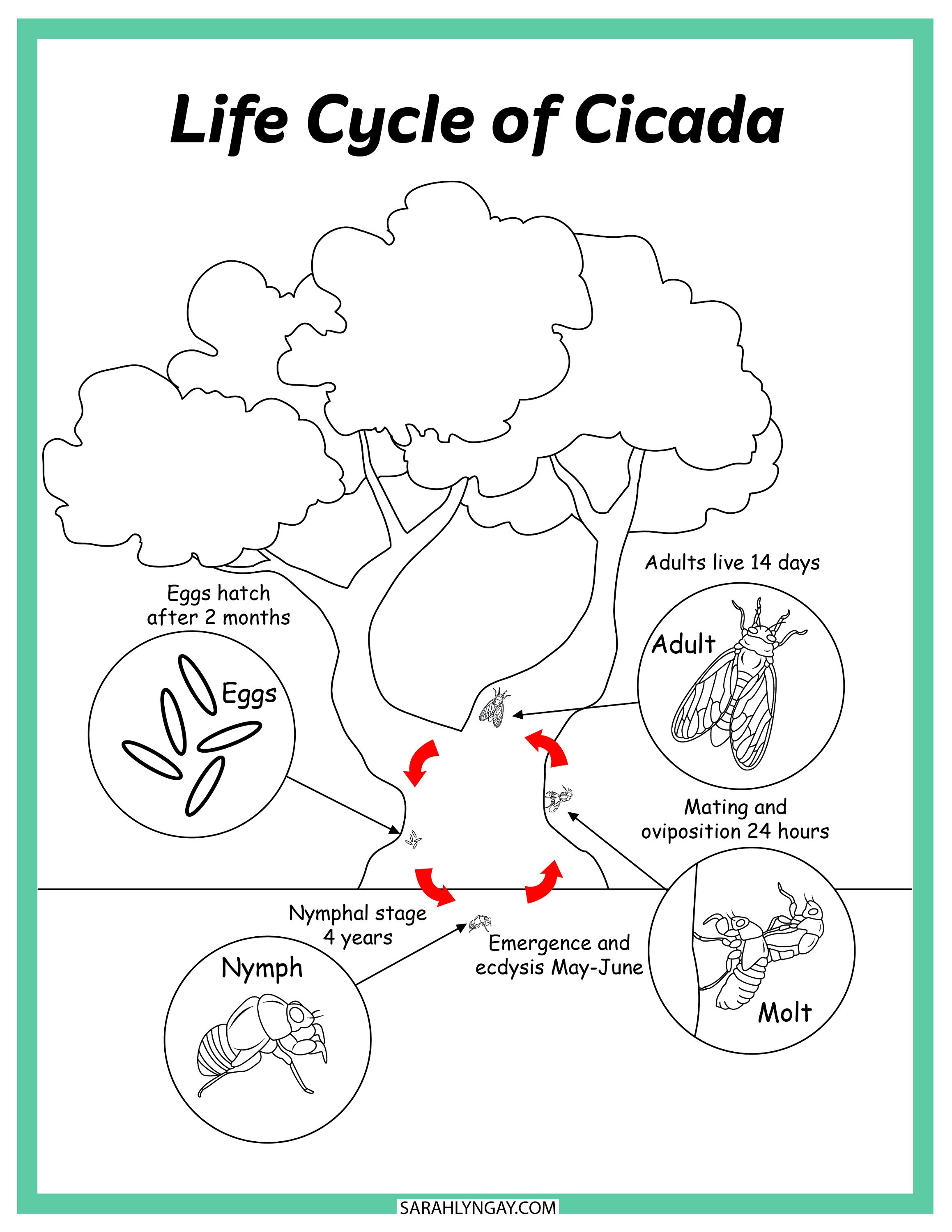 Cicada Unit Study, Cicada Workbook, Digital Download, Instant Download ...