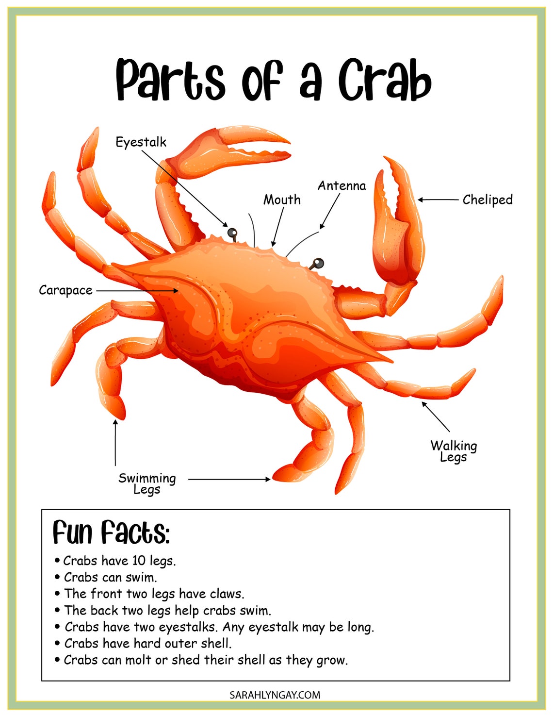 Crab Life Cycle, Crabs, All About Crabs, Instant Download, STEM ...