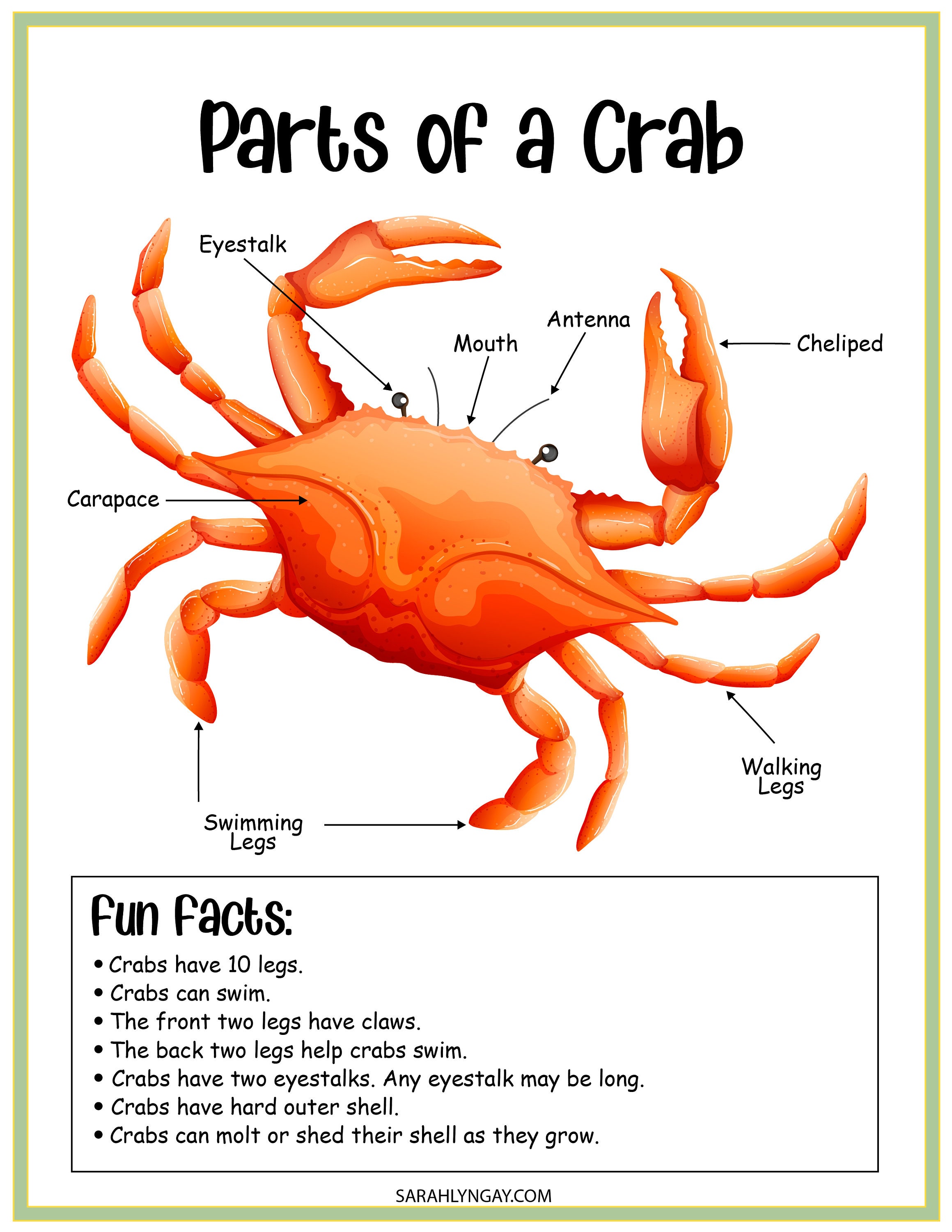 Crab Life Cycle, Crabs, All About Crabs, Instant Download, STEM ...