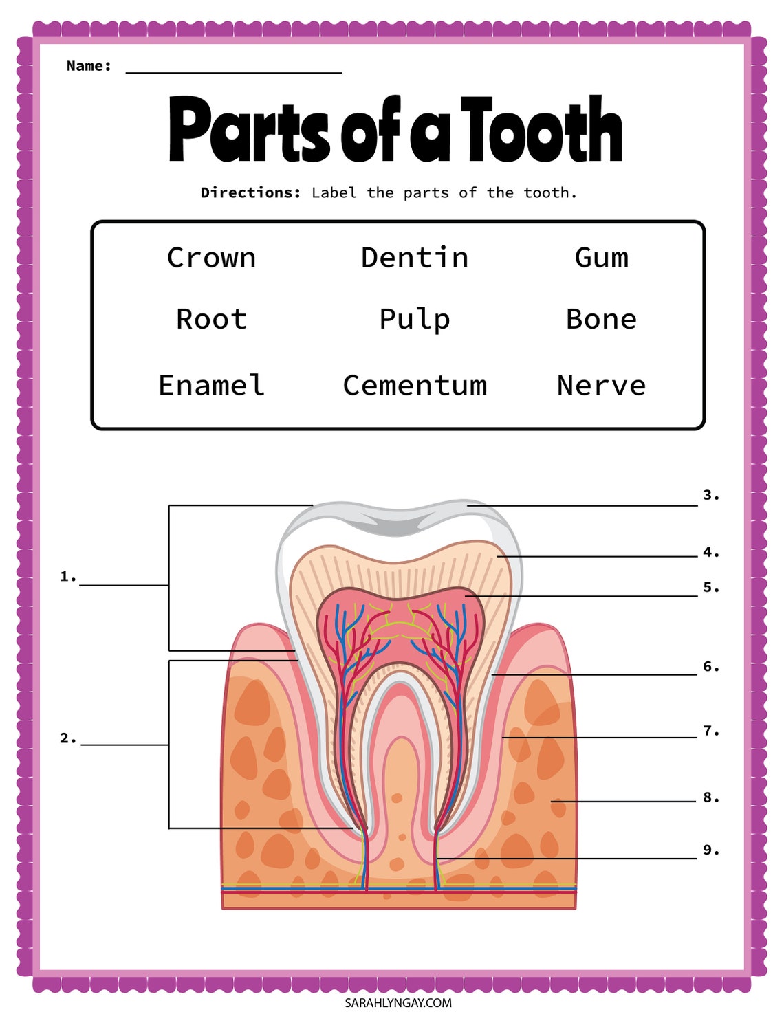 Parts of a Tooth Set Instant Download Digital Download | Etsy