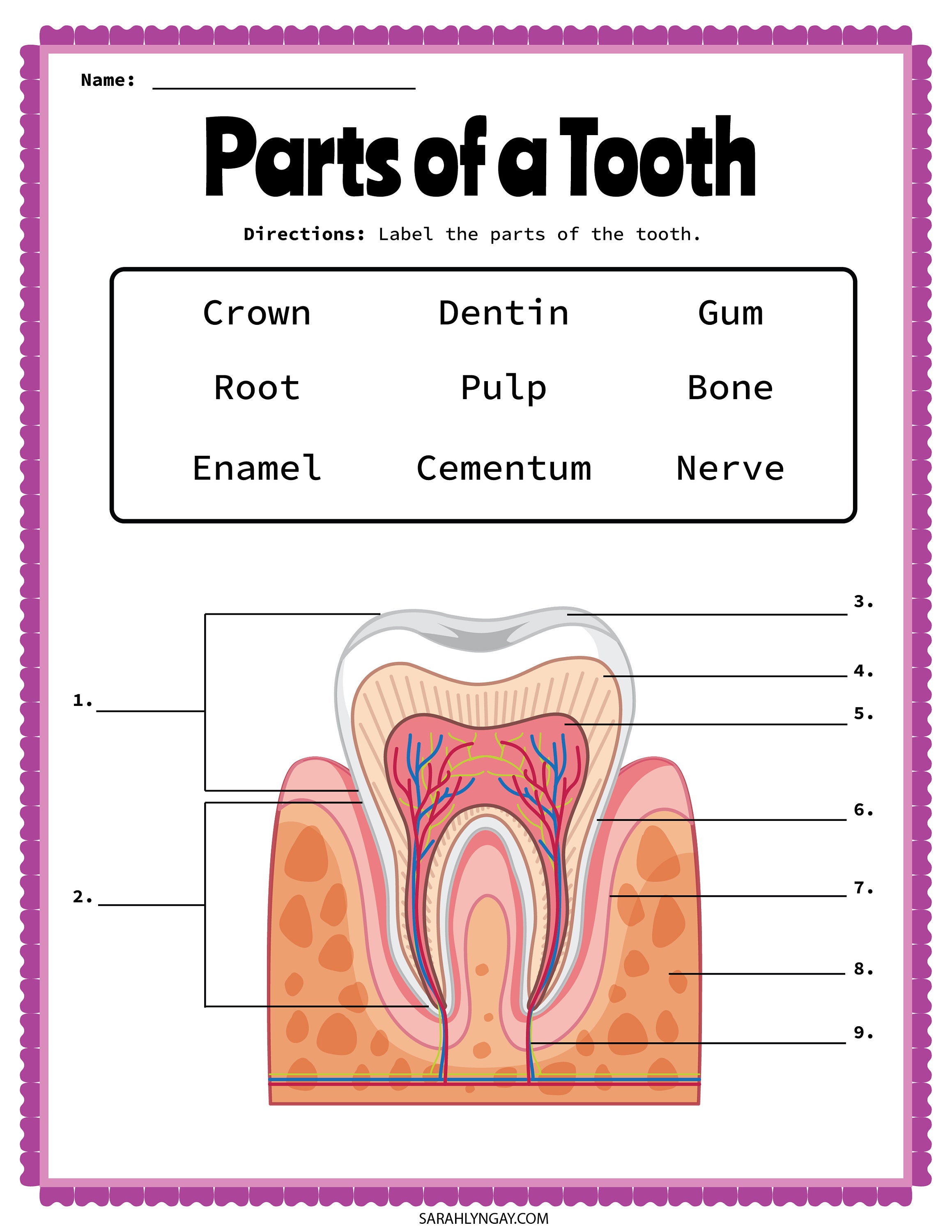 Parts of a Tooth Set Instant Download Digital Download | Etsy