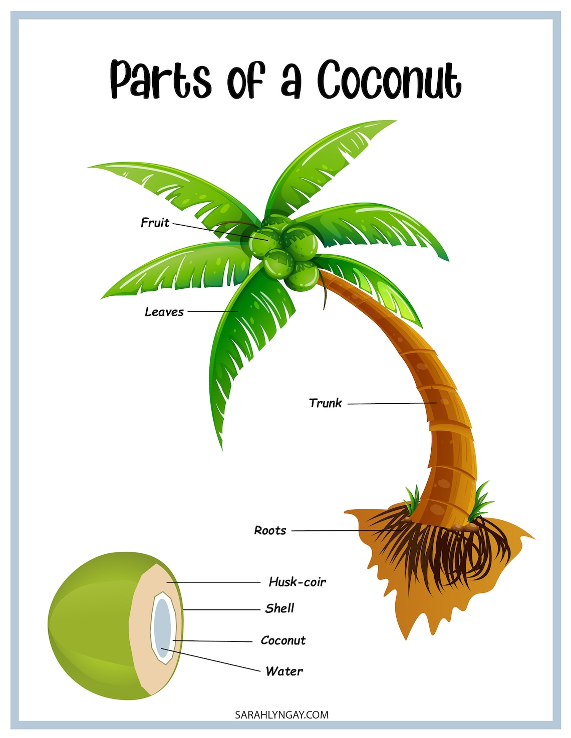 Coconut Tree, Coconut Tree Life Cycle, Instant Download, STEM Workbook ...