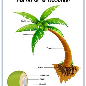 Coconut Tree, Coconut Tree Life Cycle, Instant Download, STEM Workbook ...