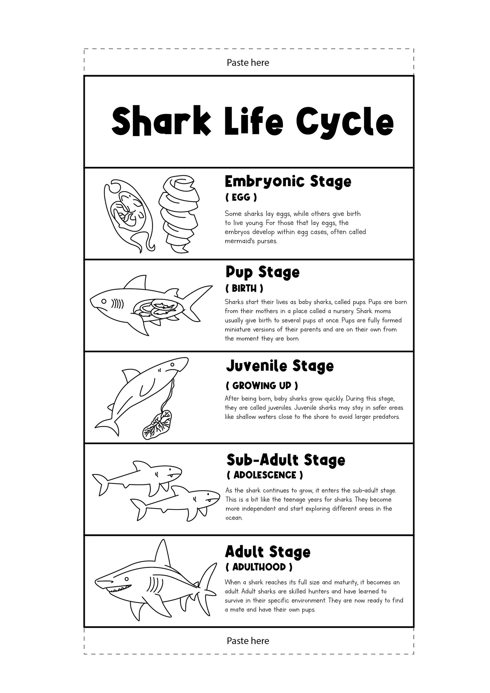 Shark Life Cycle Foldouts, Sharks, Digital Download, Printable Download ...