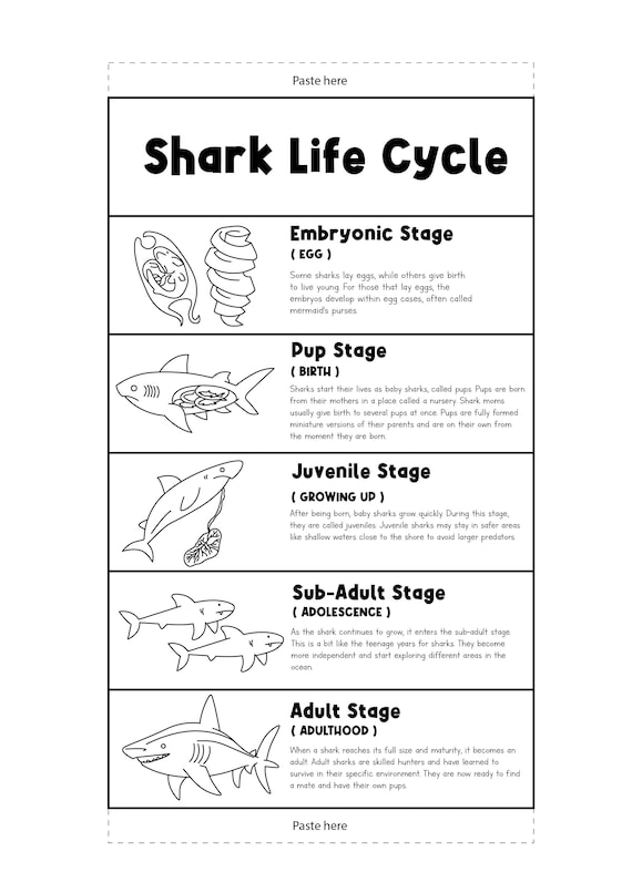 Shark Life Cycle Diagram