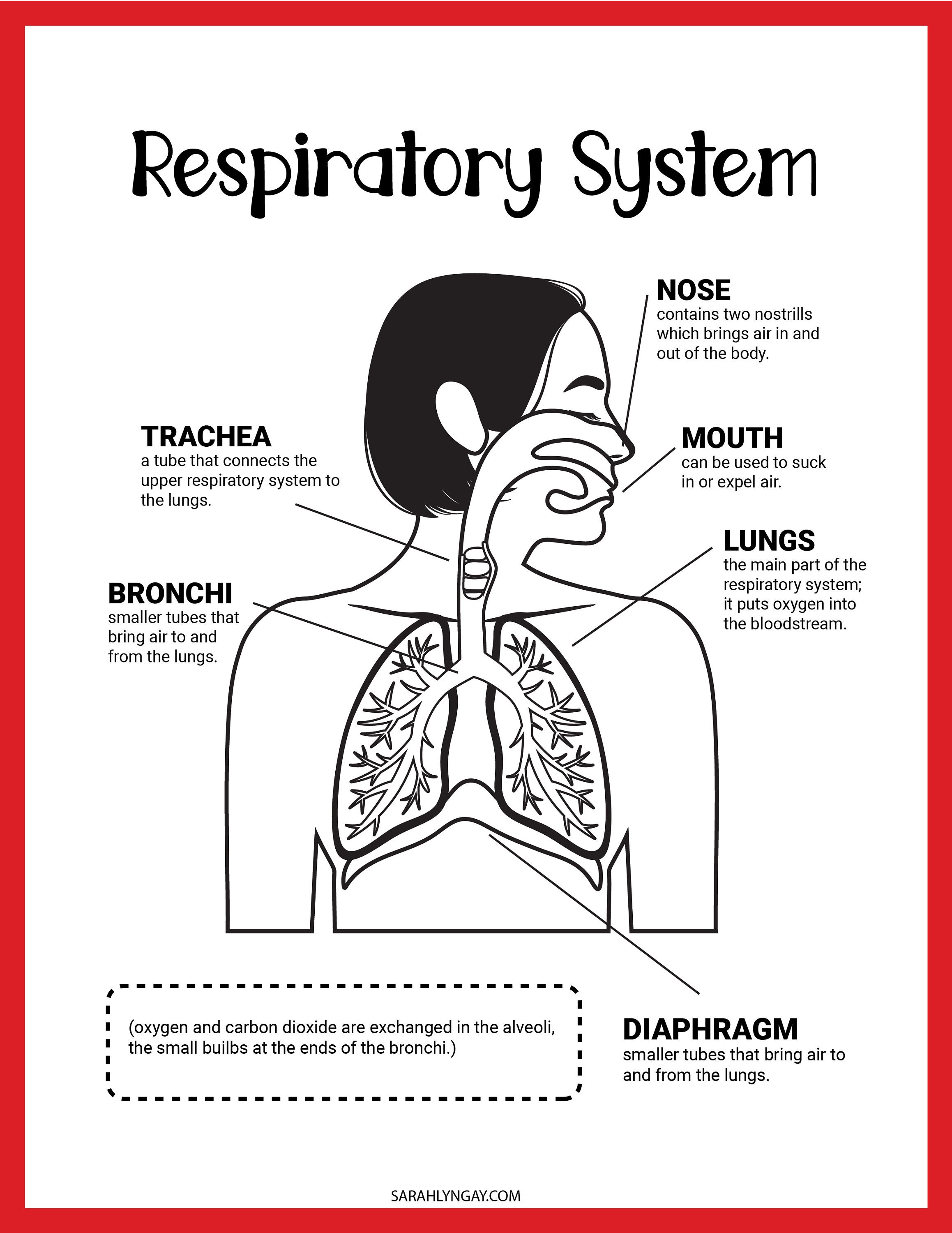 Respiratory System, Respiratory Function, Instant Download, Kid’s ...