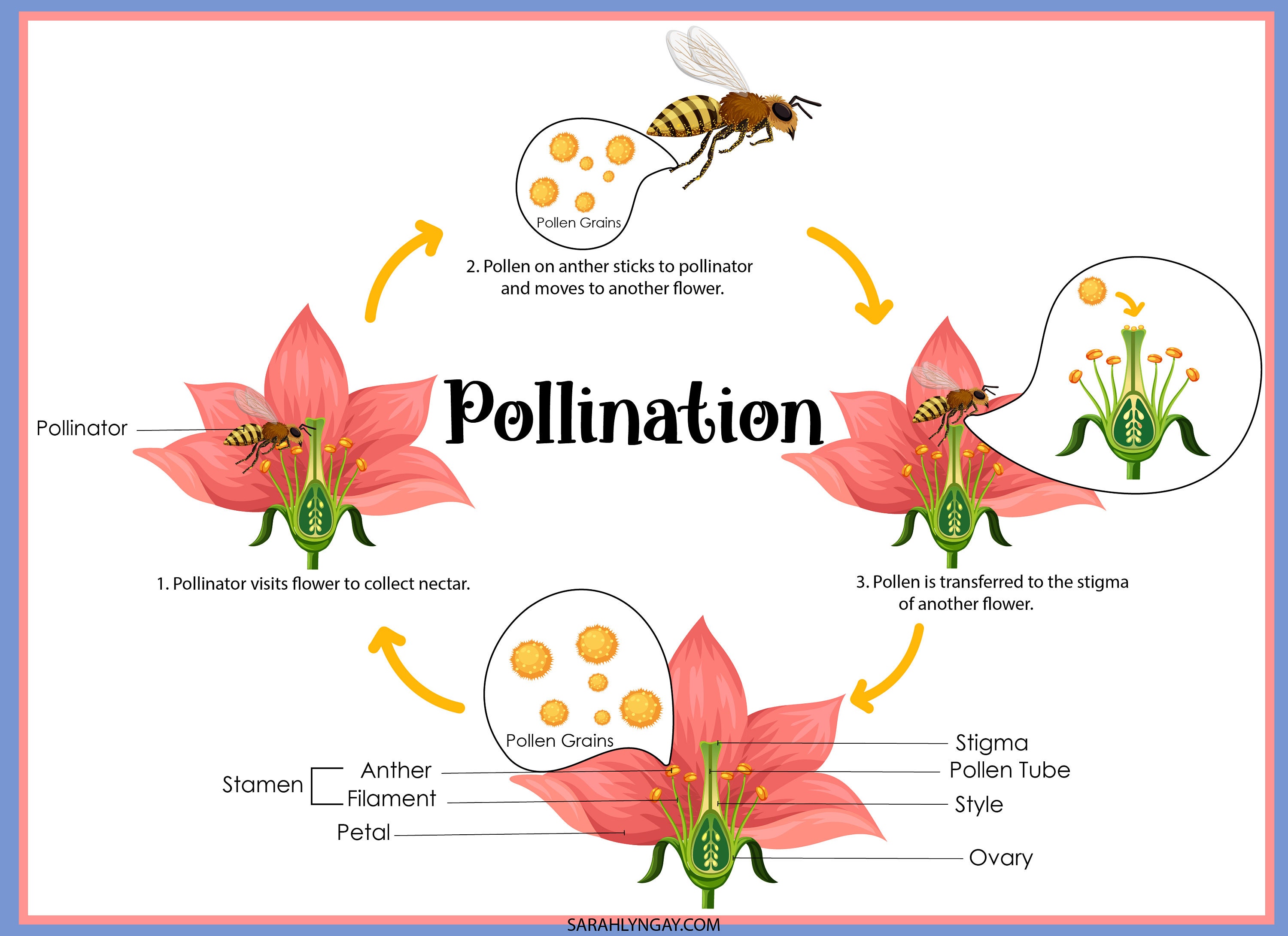 Pollination Set, Pollination, Instant Download, Kids Workbook, STEM ...