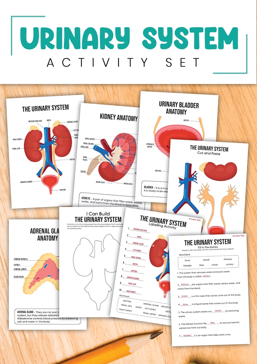 Urinary System Activity Set, Urinary System, STEM, Digital Download ...