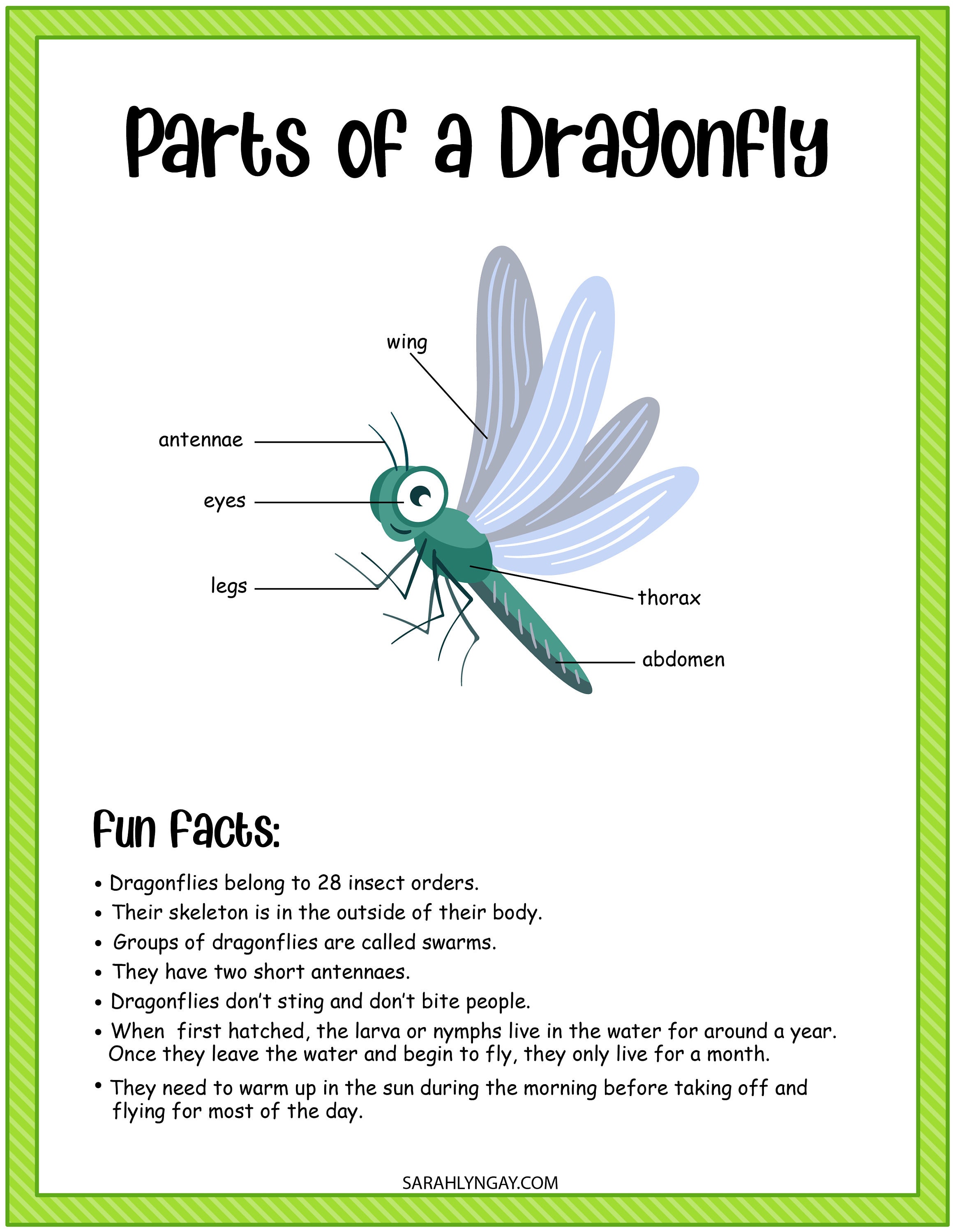 Dragonfly, Dragonfly Life Cycle, Instant Download, Digital Download ...