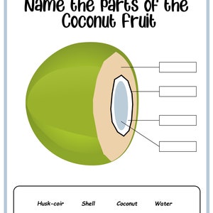 Coconut Tree, Coconut Tree Life Cycle, Instant Download, STEM Workbook ...