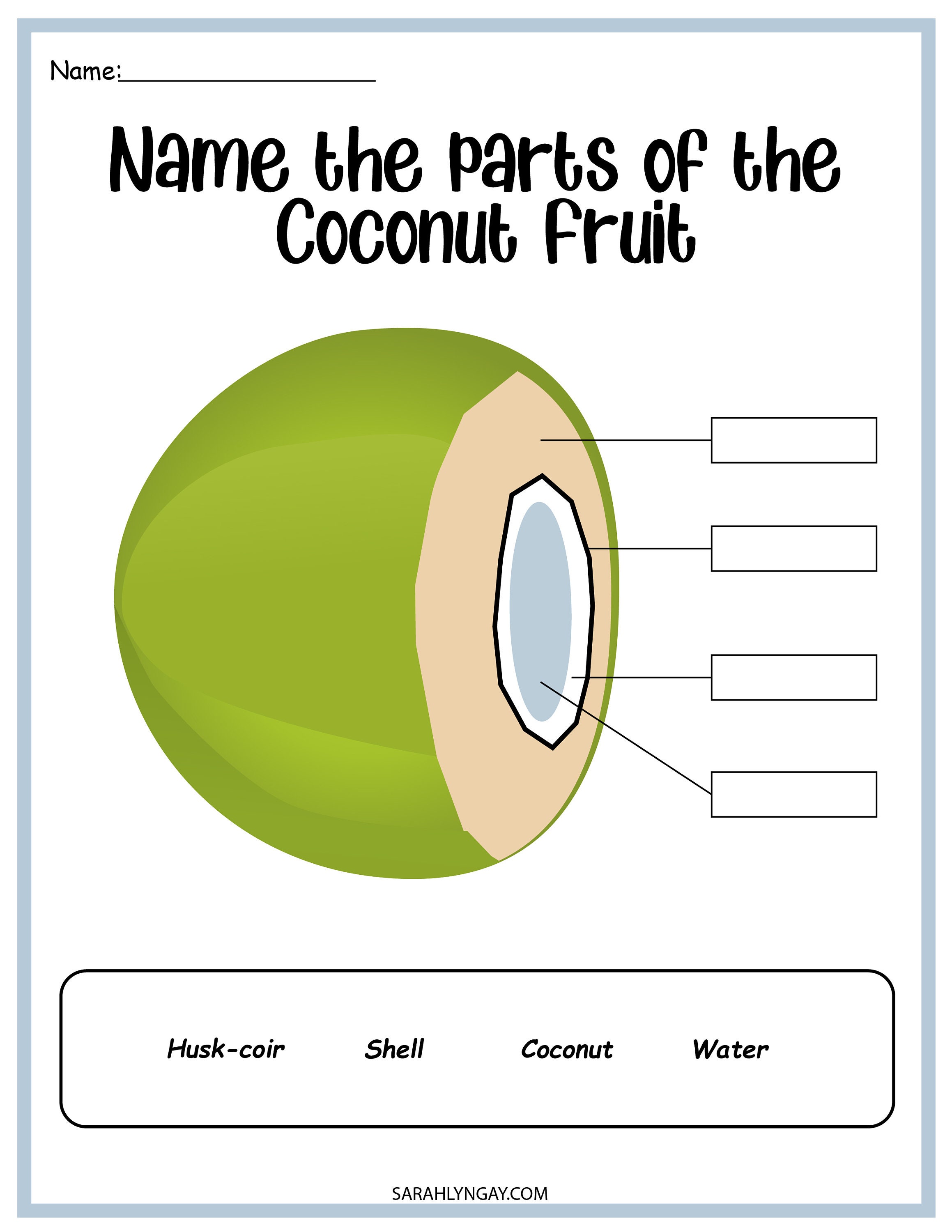 Coconut Tree, Coconut Tree Life Cycle, Instant Download, STEM Workbook ...
