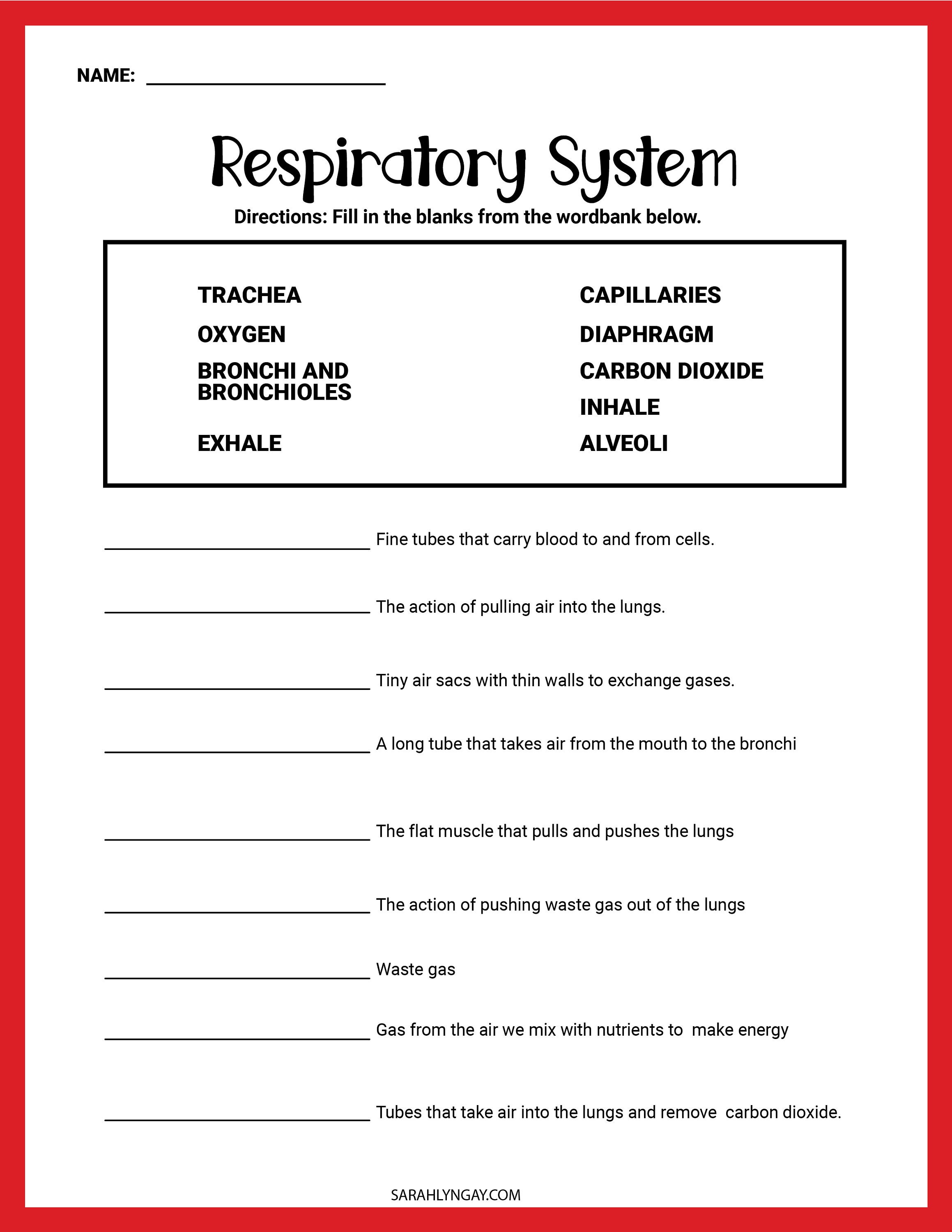 Respiratory System, Respiratory Function, Instant Download, Kid’s ...