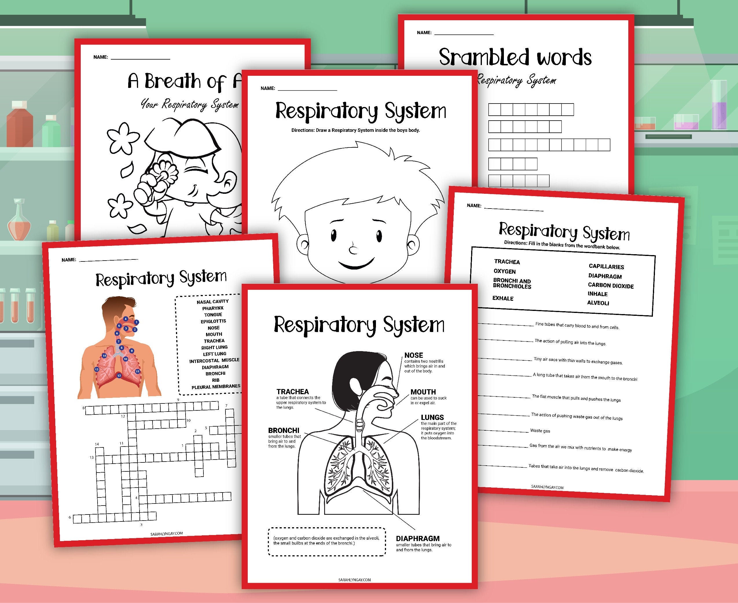 Respiratory System For Kids Worksheet