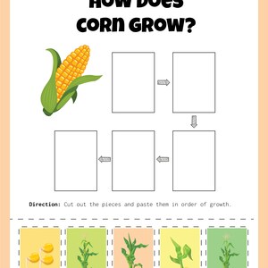 Corn Life Cycle, Instant Download STEM Workbook, Digital Download, Kid ...