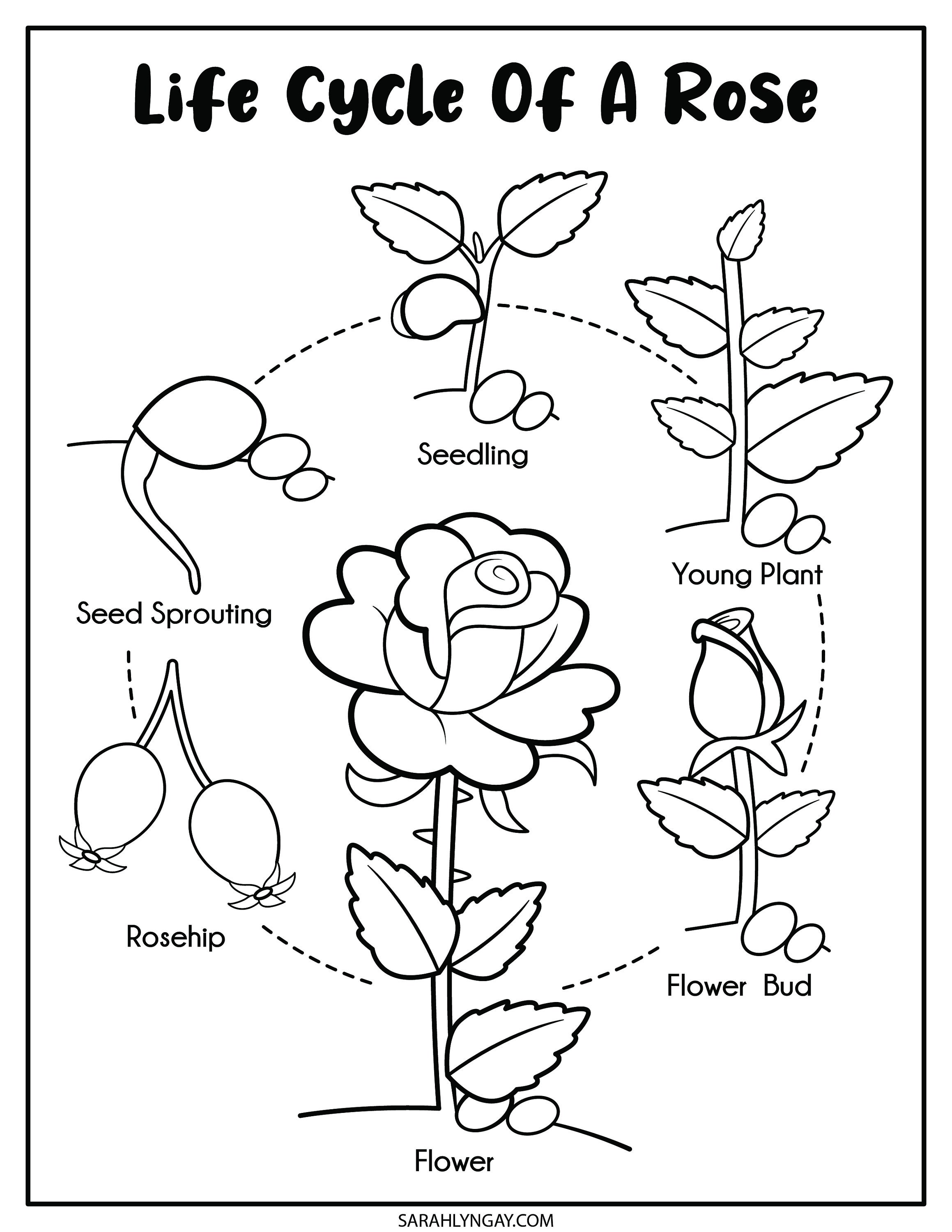 Rose Life Cycle Activity Set, Roses, Life Cycle, Digital Download ...