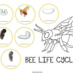 Insects Lifecycle Sequencing Hat Insects Lifecycle - Etsy