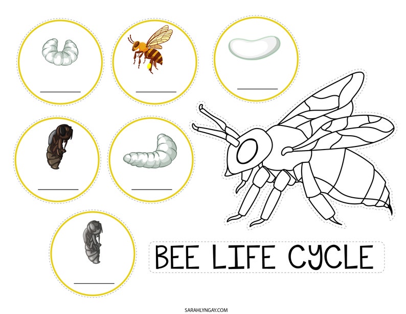 Insects Lifecycle Sequencing Hat Insects Lifecycle - Etsy