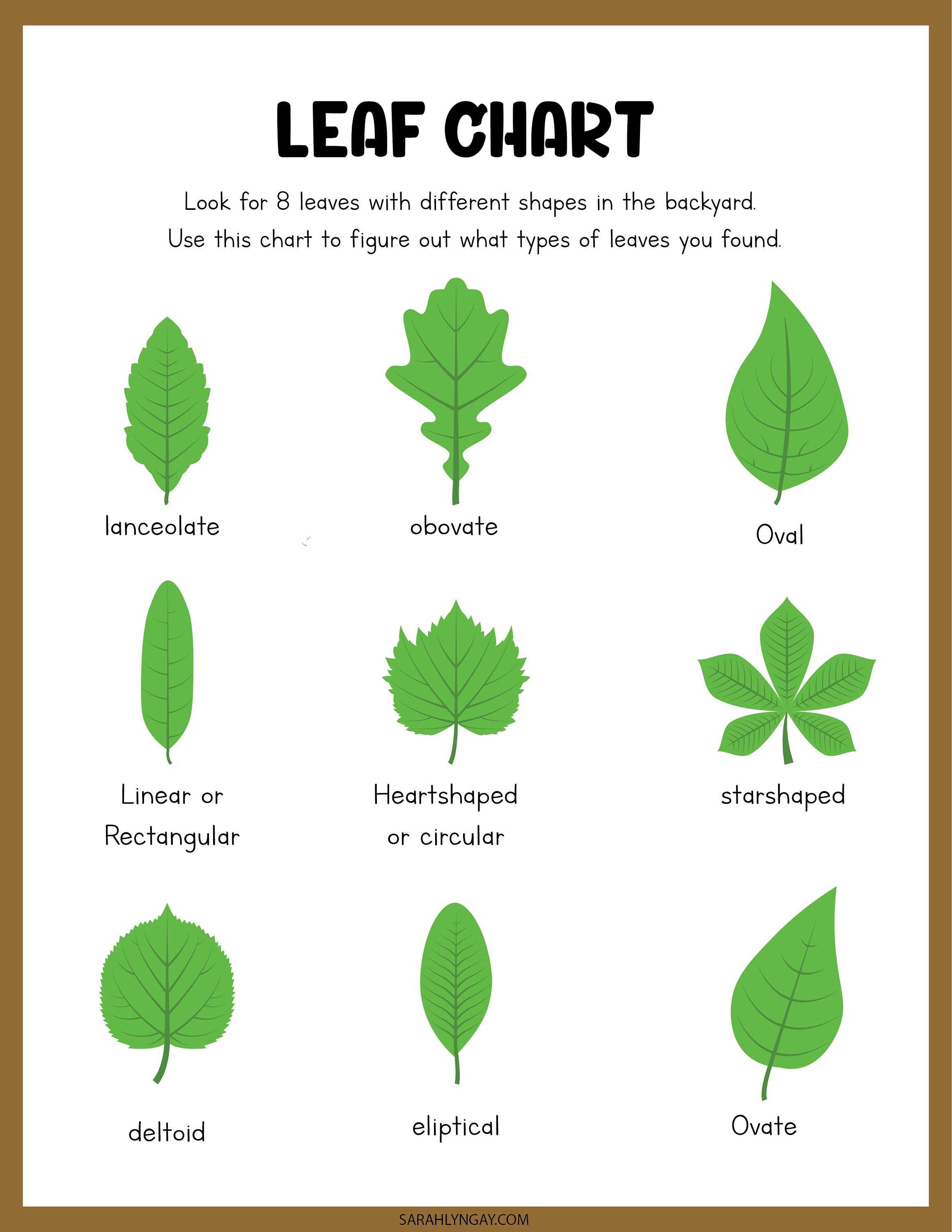 Leaves, All About Leaves, Instant Download, STEM Workbook, Digital ...