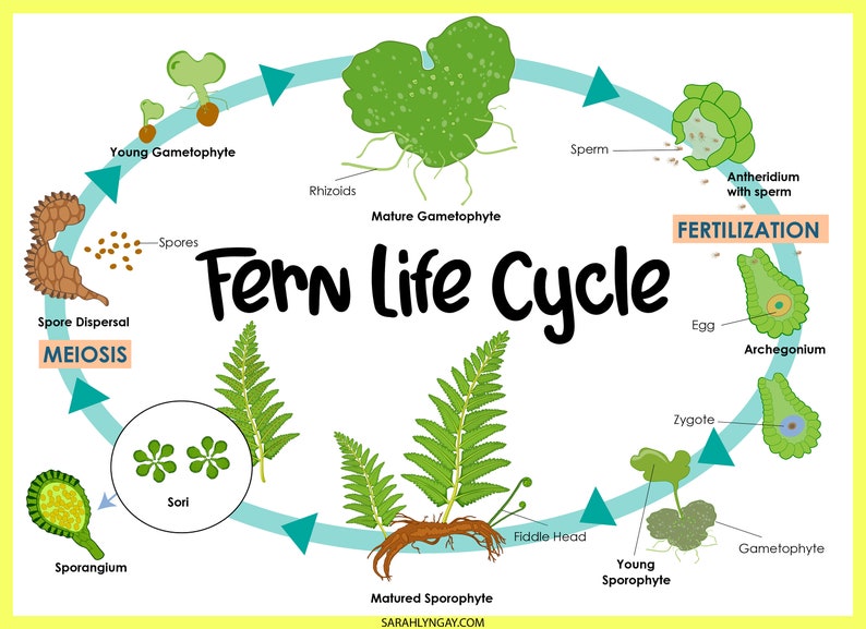Fern Life Cycle, Ferns, All About Ferns, Instant Download, STEM ...