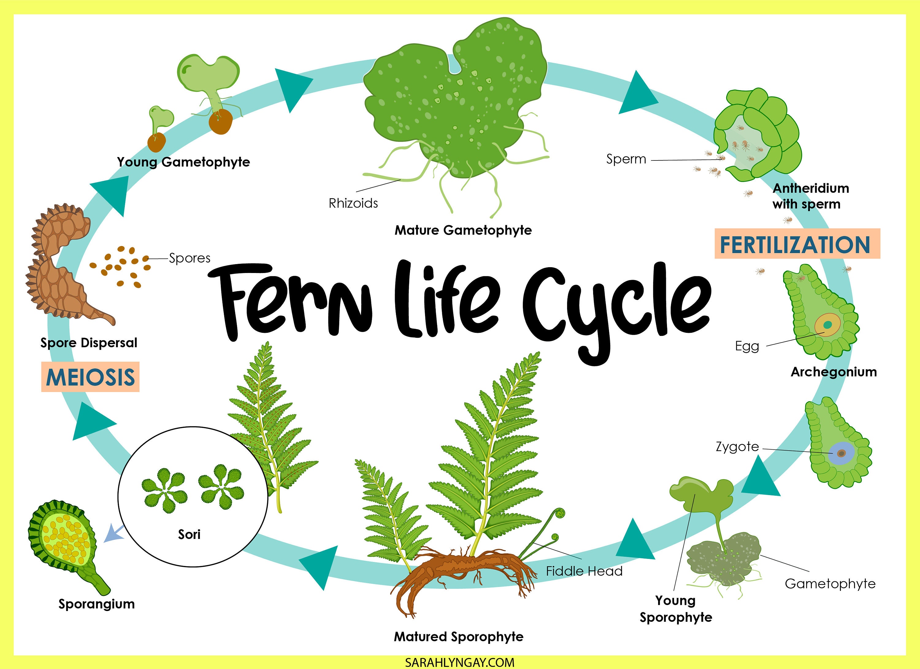 Fern Life Cycle Mcgraw Hill