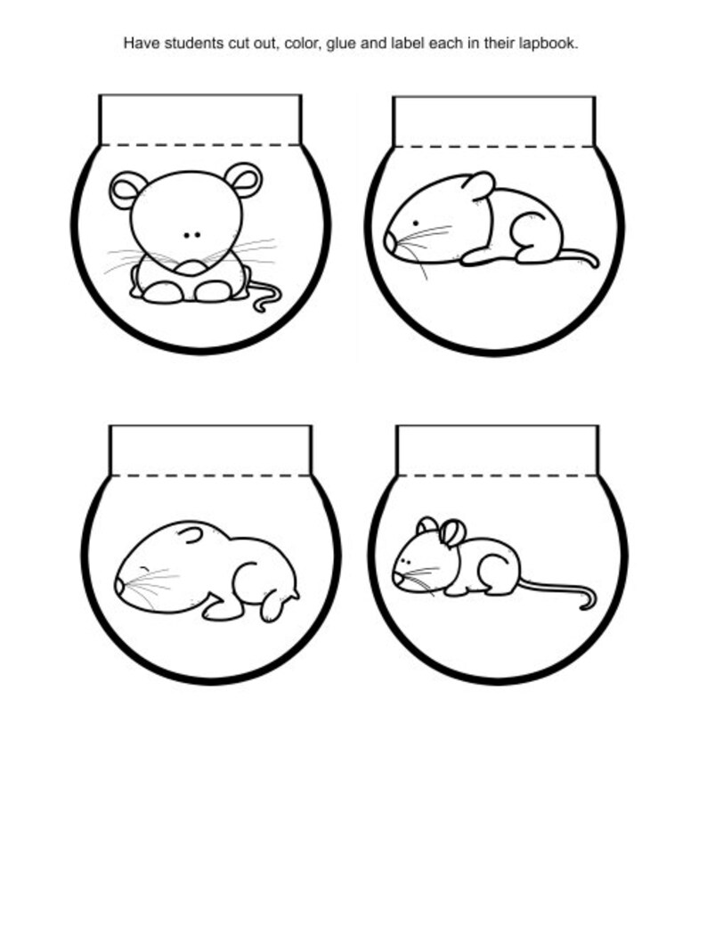 Mouse Lifecycle Lapbook, Mouse Lifecycle, Lapbook, Digital Download ...