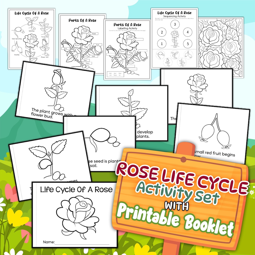 Rose Life Cycle Activity Set, Roses, Life Cycle, Digital Download ...