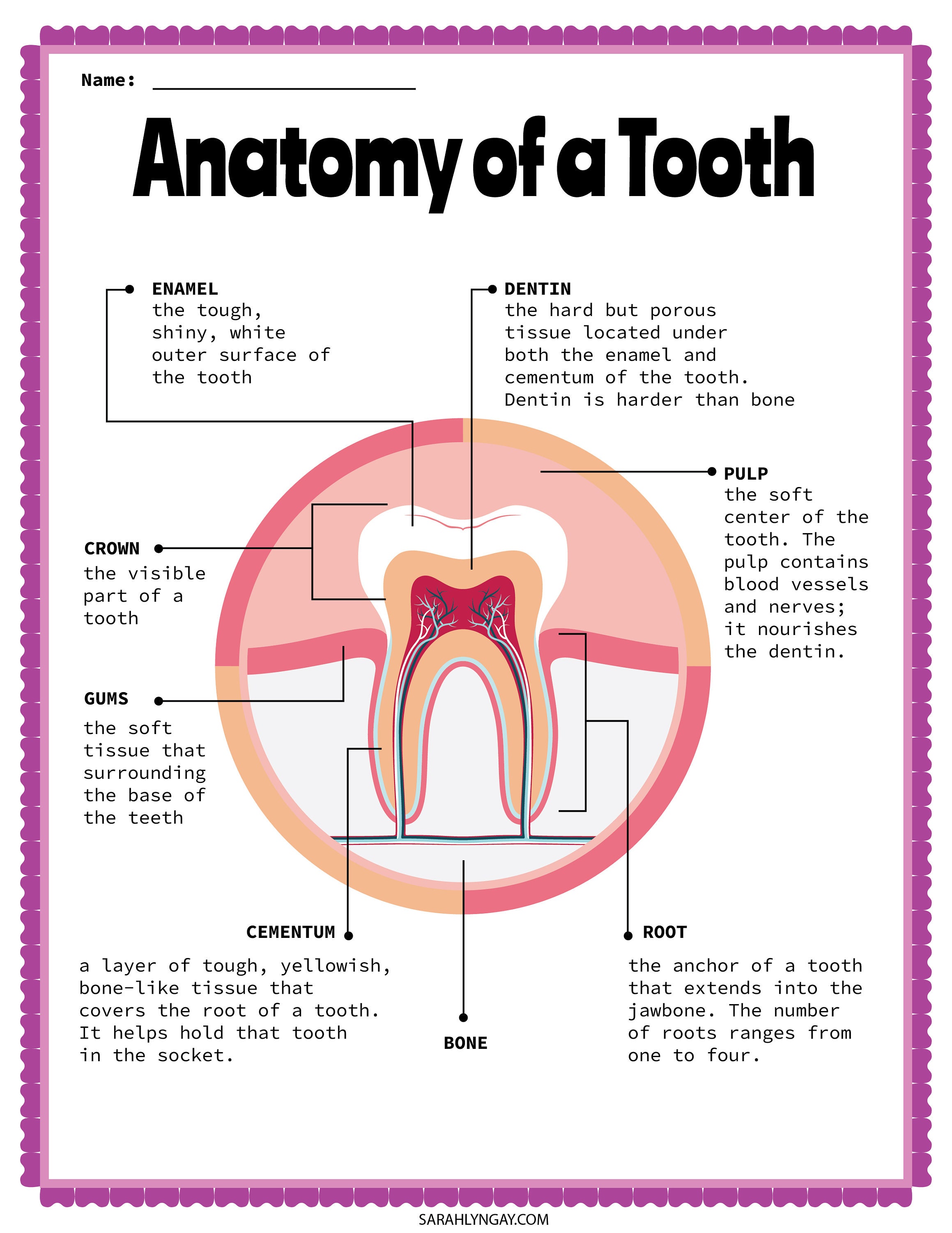 Parts of a Tooth Set Instant Download Digital Download | Etsy