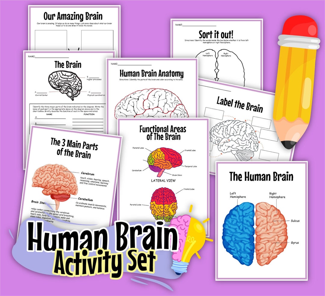 Human Brain Activity Set, the Human Brain, Instant Download, STEM ...