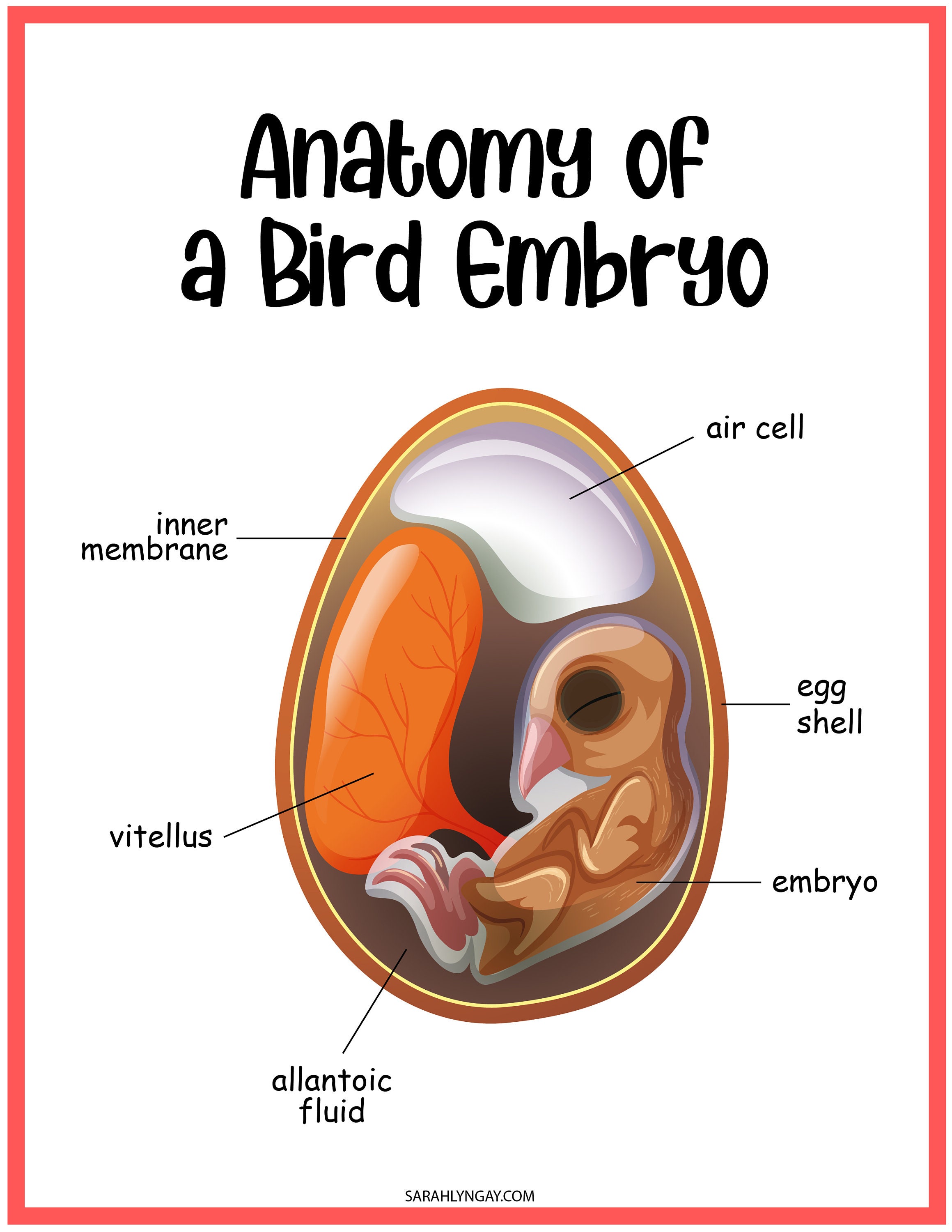 Bird Life Cycle, Birds, All About Birds, Instant Download, STEM ...