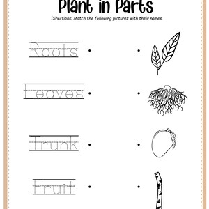 Tree Life Cycle, Trees, Instant Download, Digital Download, Kid’s ...