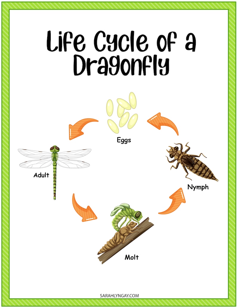 Dragonfly, Dragonfly Life Cycle, Instant Download, Digital Download ...
