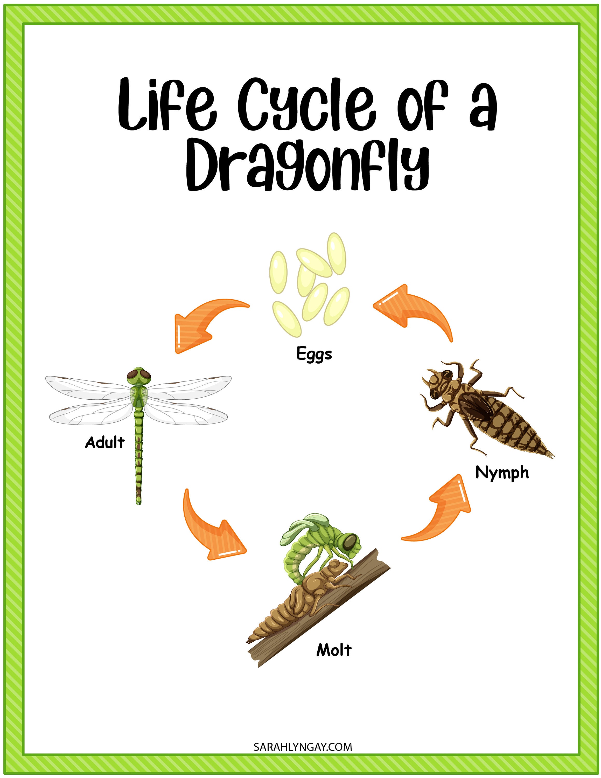 Dragonfly, Dragonfly Life Cycle, Instant Download, Digital Download ...