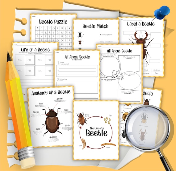 Life Cycle of a Beetle Instant Download STEM Workbook Digital - Etsy