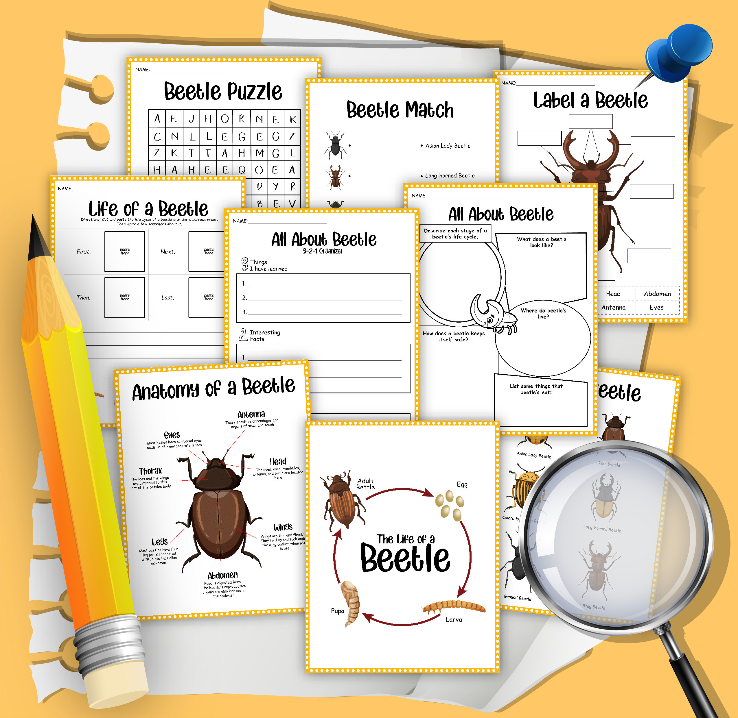 Life Cycle of a Beetle, Instant Download, STEM Workbook, Digital ...