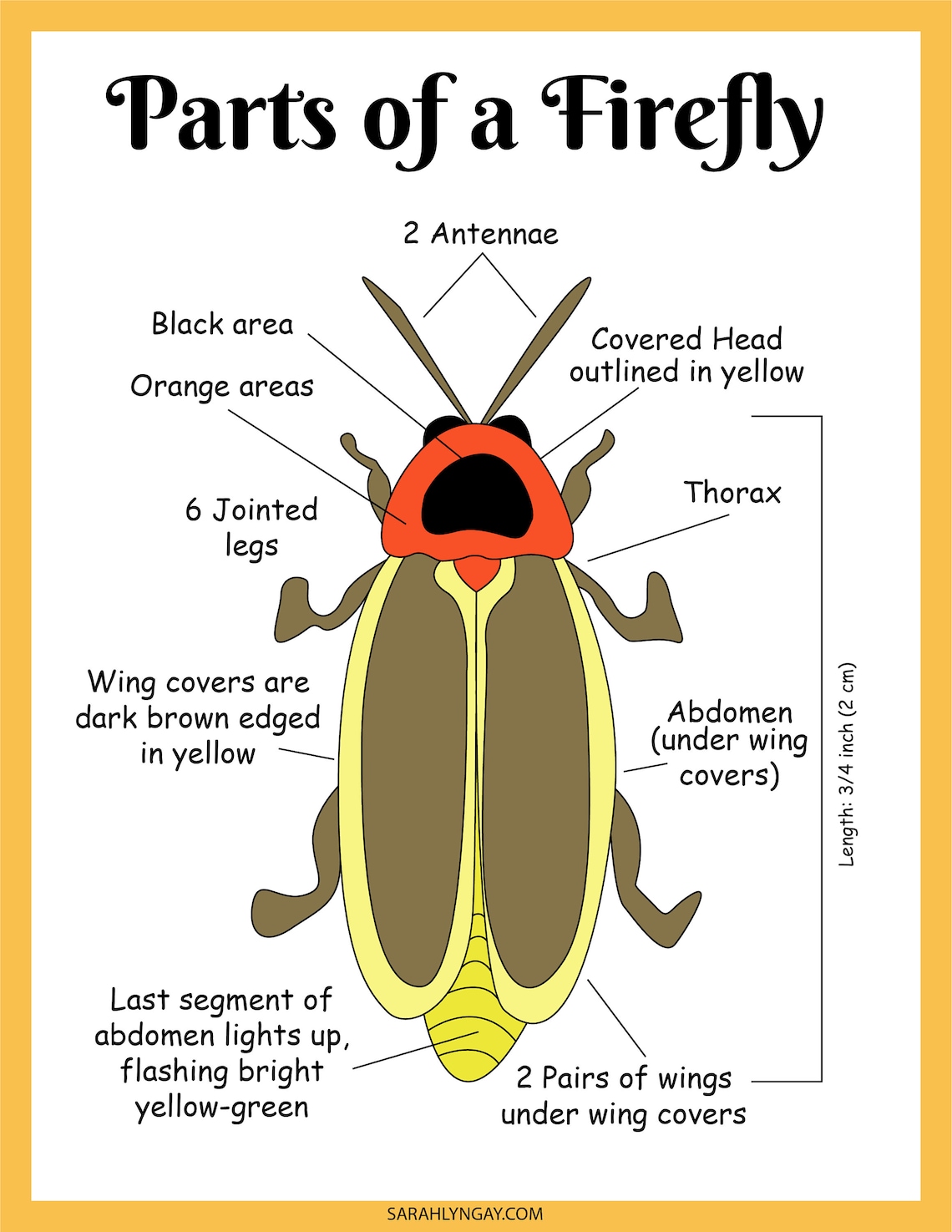 Firefly Lifecycle Activity Set, Fireflies, Digital Download, Instant ...